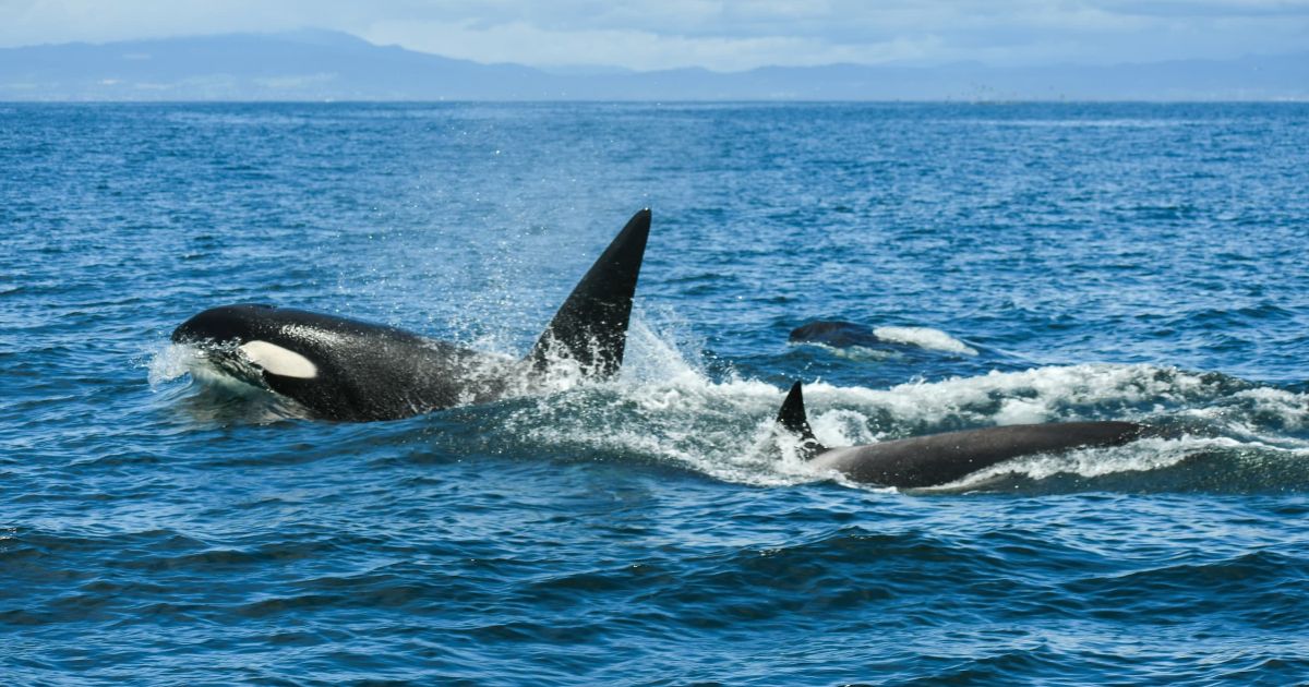 2024 Virtual Marine Naturalist Teachers' Program | eePRO
